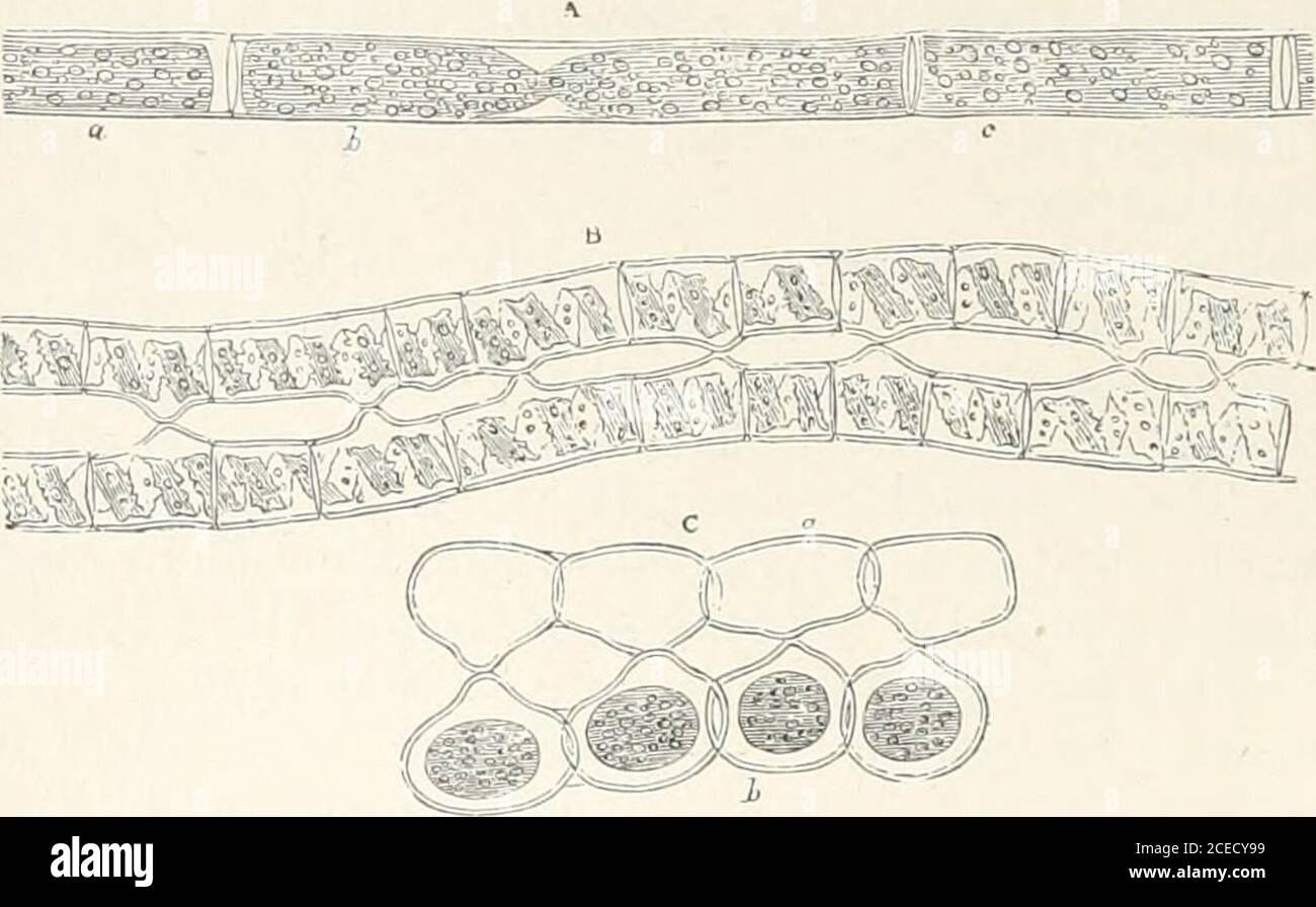 Thallophytes hi-res stock photography and images - Alamy