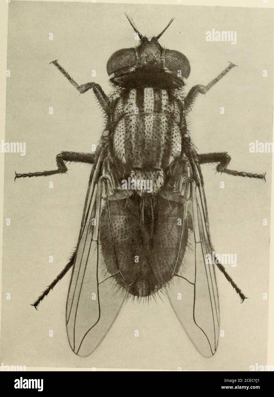 Housefly life cycle hi-res stock photography and images - Alamy
