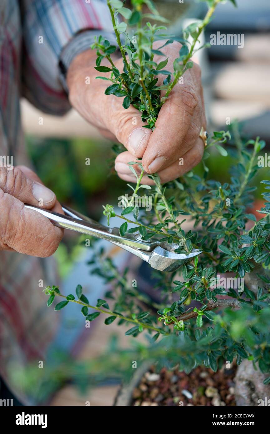 Bonsai artist takes care of his Cotoneaster tree, pruning leaves and ...