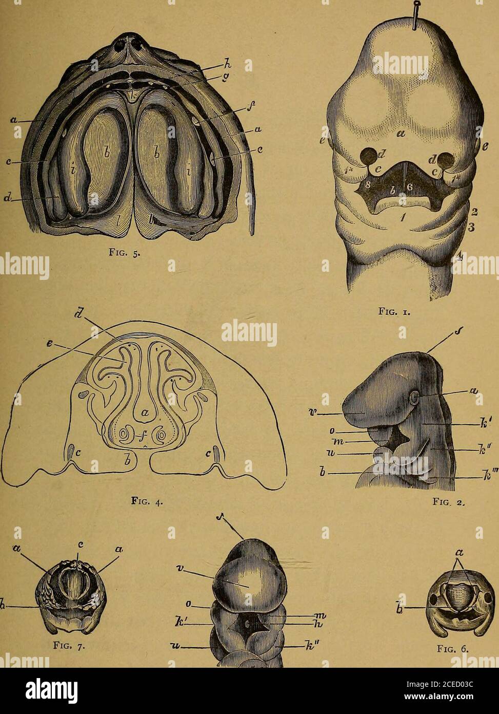 Fronto lateral hi-res stock photography and images - Alamy