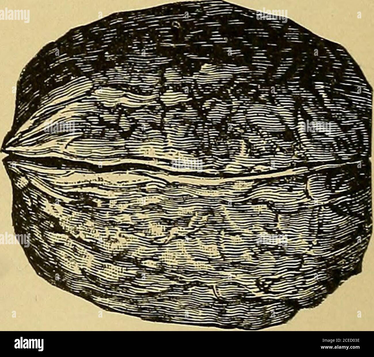 . The American fruit culturist. Fig. 619.—Franquette. Fig. 620.—Mavette ...