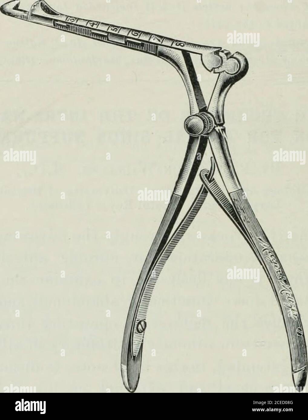 Turbinal hi-res stock photography and images - Alamy