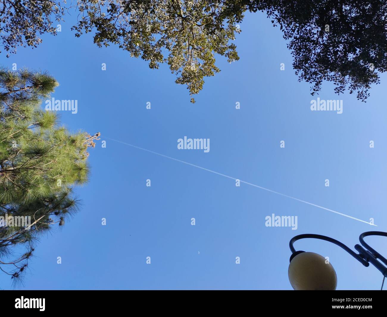 Low angle shot of sky between trees Stock Photo - Alamy