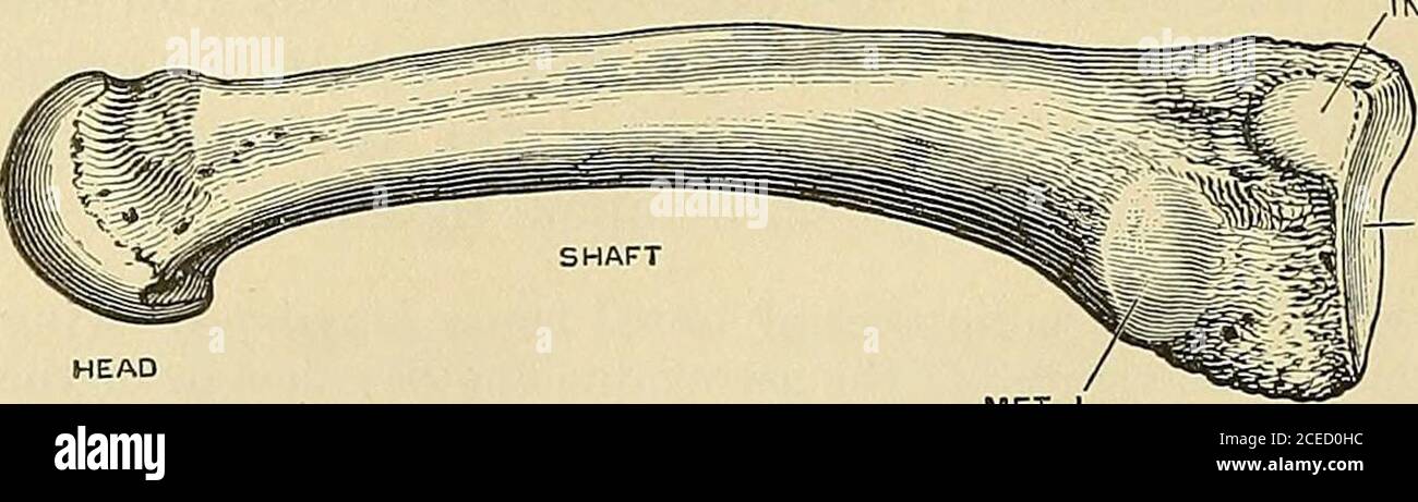 Sesamoid bones hi-res stock photography and images - Alamy