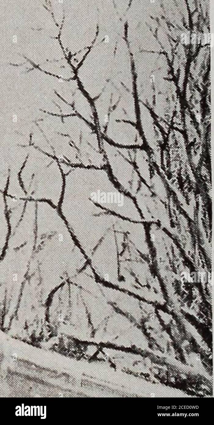 . A history of old Pine street; being the record of an hundred and ...