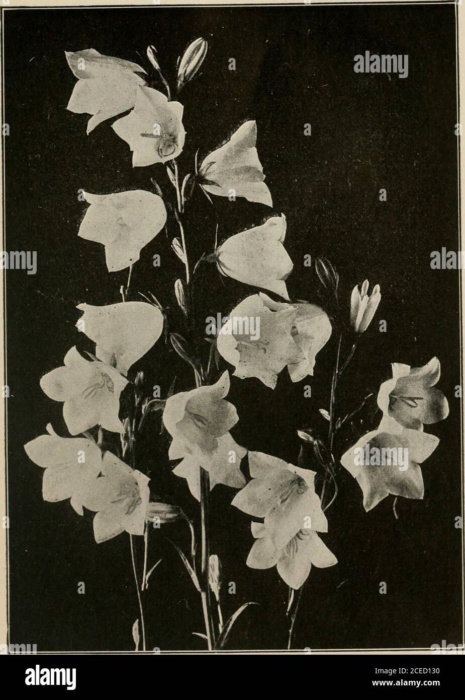 Bot with holes hi-res stock photography and images - Alamy