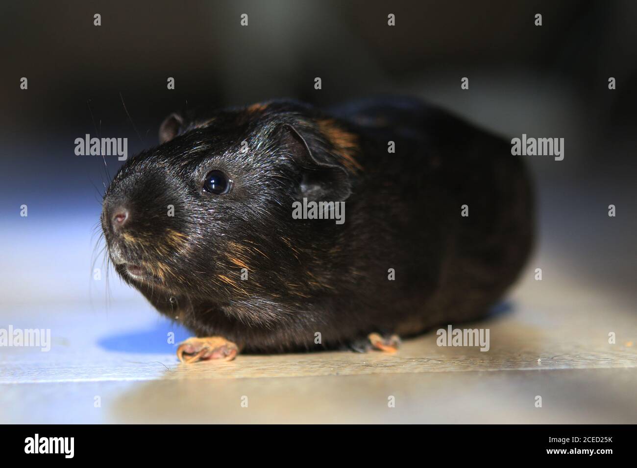 Mus table hi-res stock photography and images - Alamy