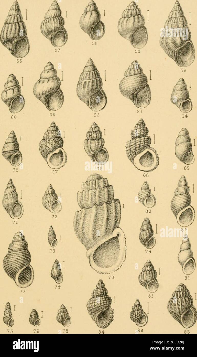 . Manual of conchology, structural and systematic : with illustrations ...