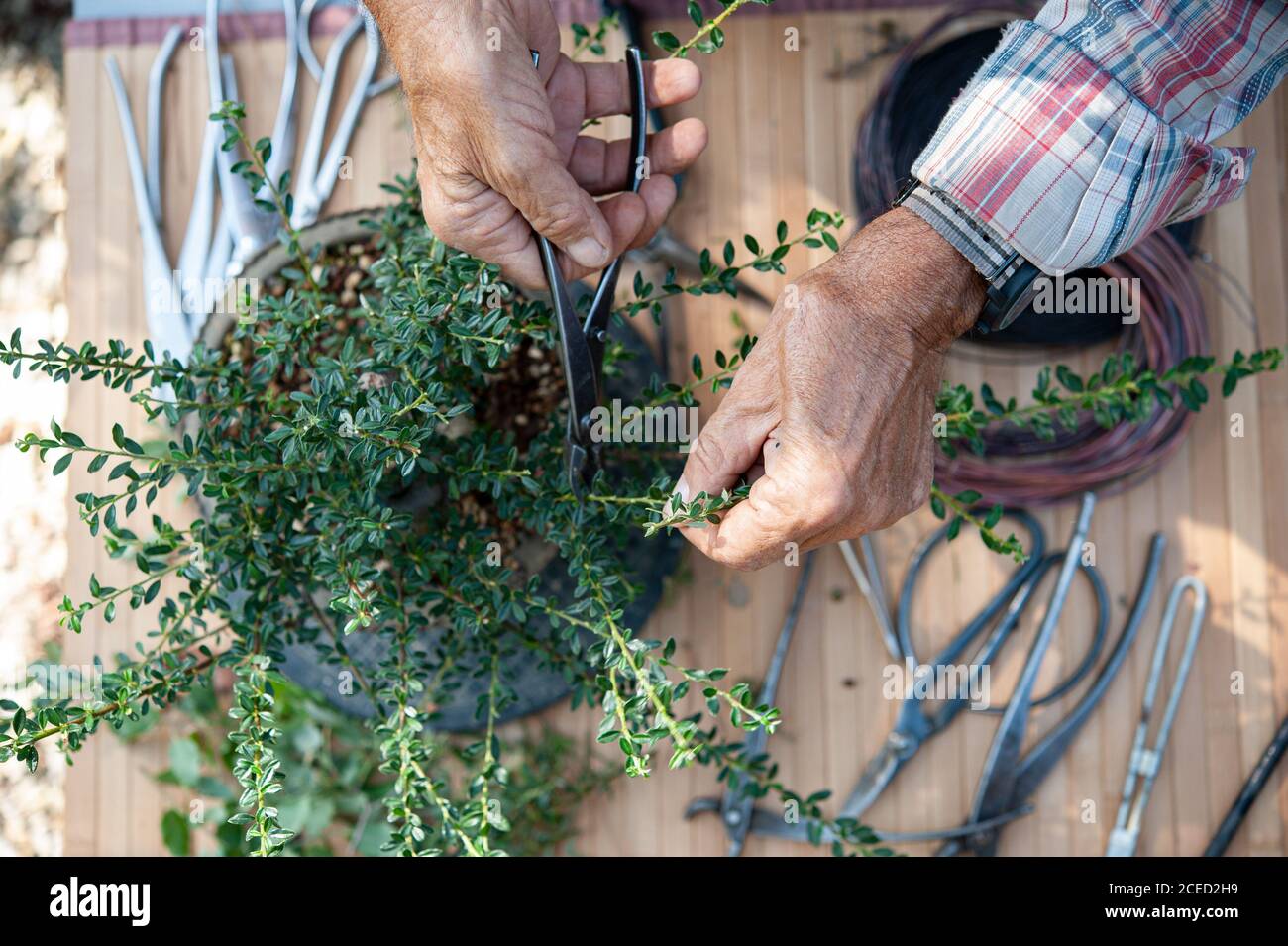 Bonsai artist takes care of his Cotoneaster tree, pruning leaves and ...