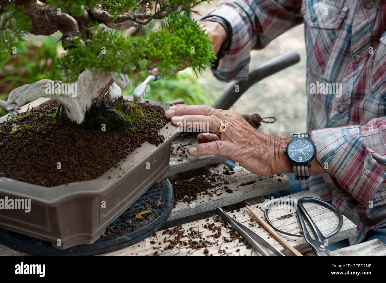 Bonsai artist takes care of his small tree. The pot is on a turntable ...