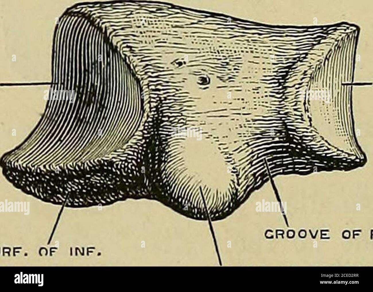 . Quain's Elements of anatomy. ? S CALCIS TUBEROSITYCROOVE OF PERONEUS ...