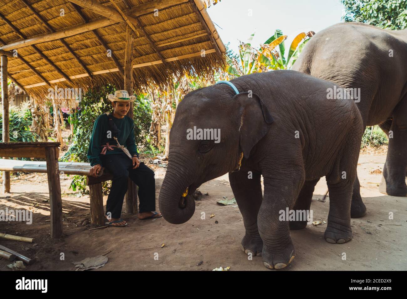 Sitting elephants hi-res stock photography and images - Alamy
