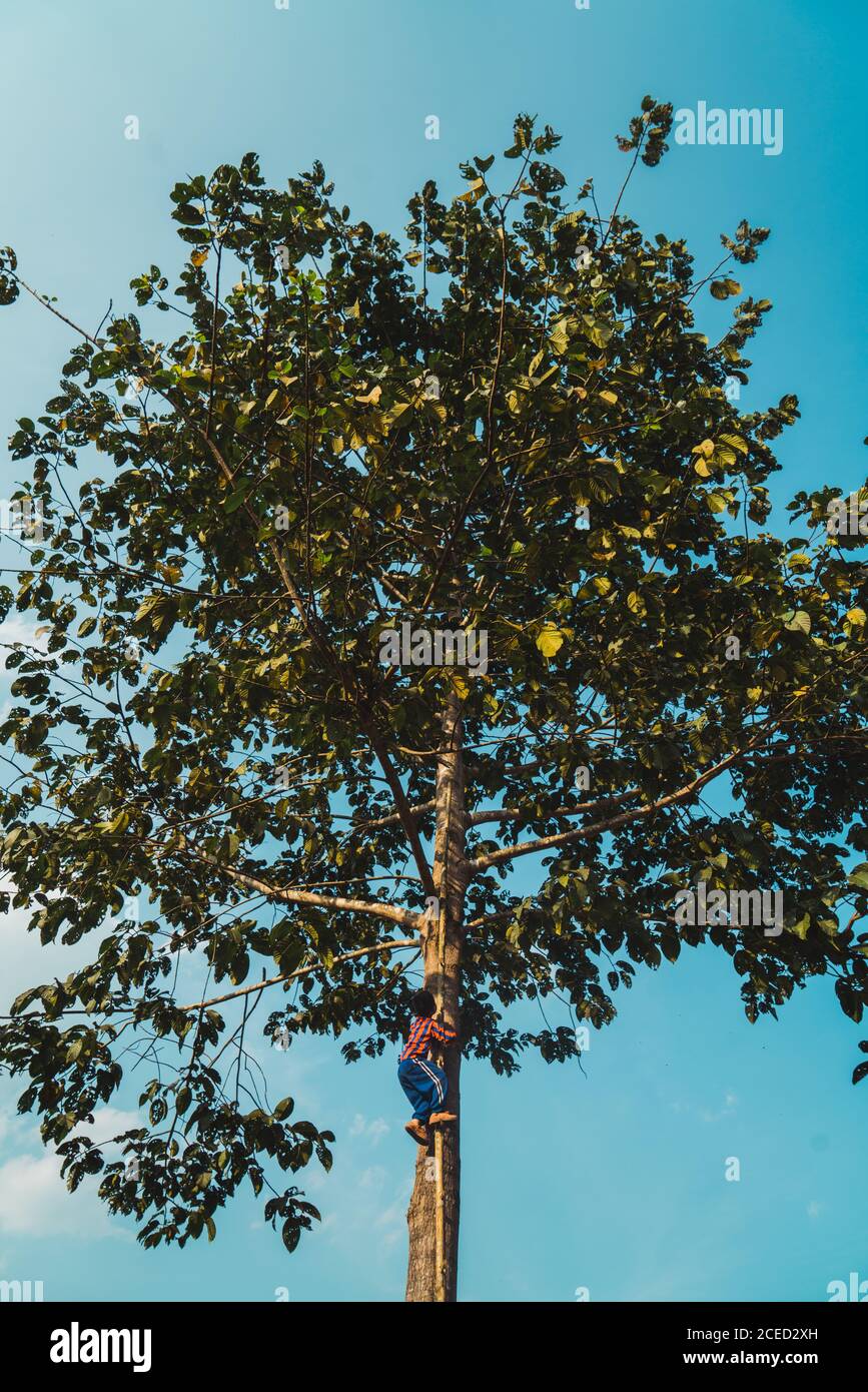Child forest tall tree hi-res stock photography and images - Alamy