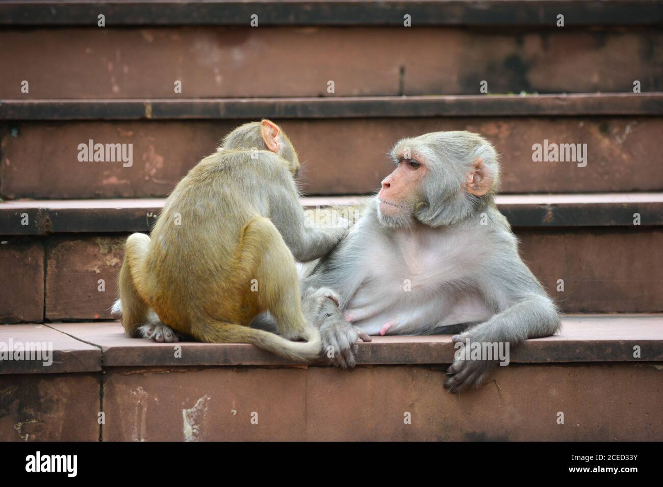 Monkey ladder hi-res stock photography and images - Alamy