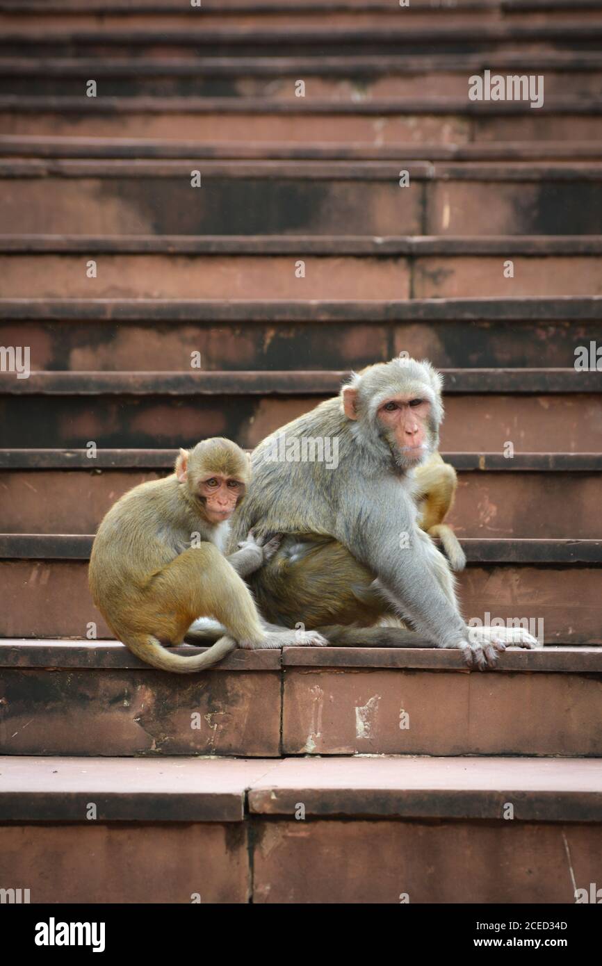 Monkeys checking for fleas and louse in the park Stock Photo - Alamy