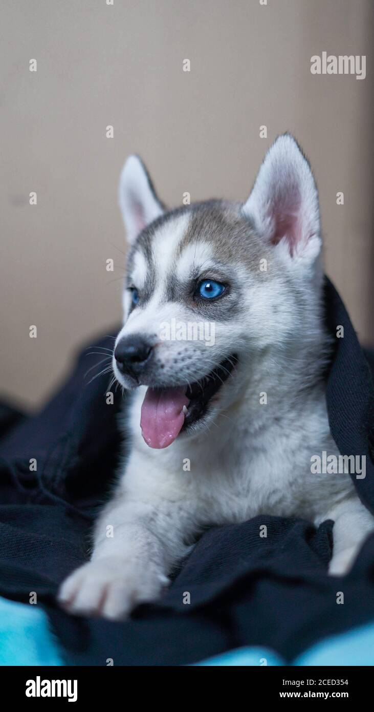 Sakhalin husky dog hi-res stock photography and images - Alamy