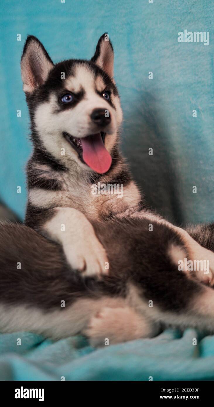 Sakhalin husky dog hi-res stock photography and images - Alamy