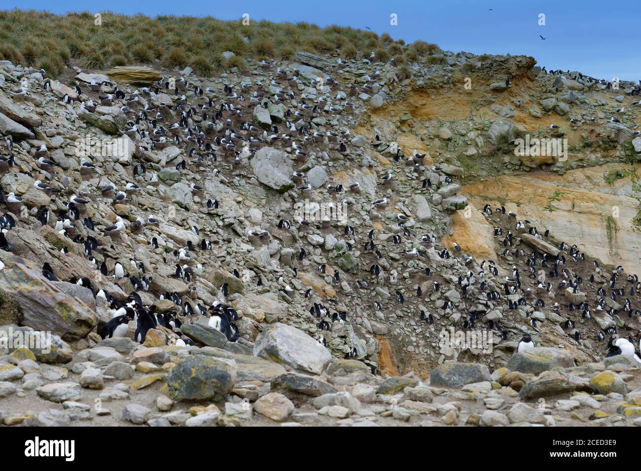Southern Rockhopper penguin rookery (Eudyptes chrysocome), New Island ...