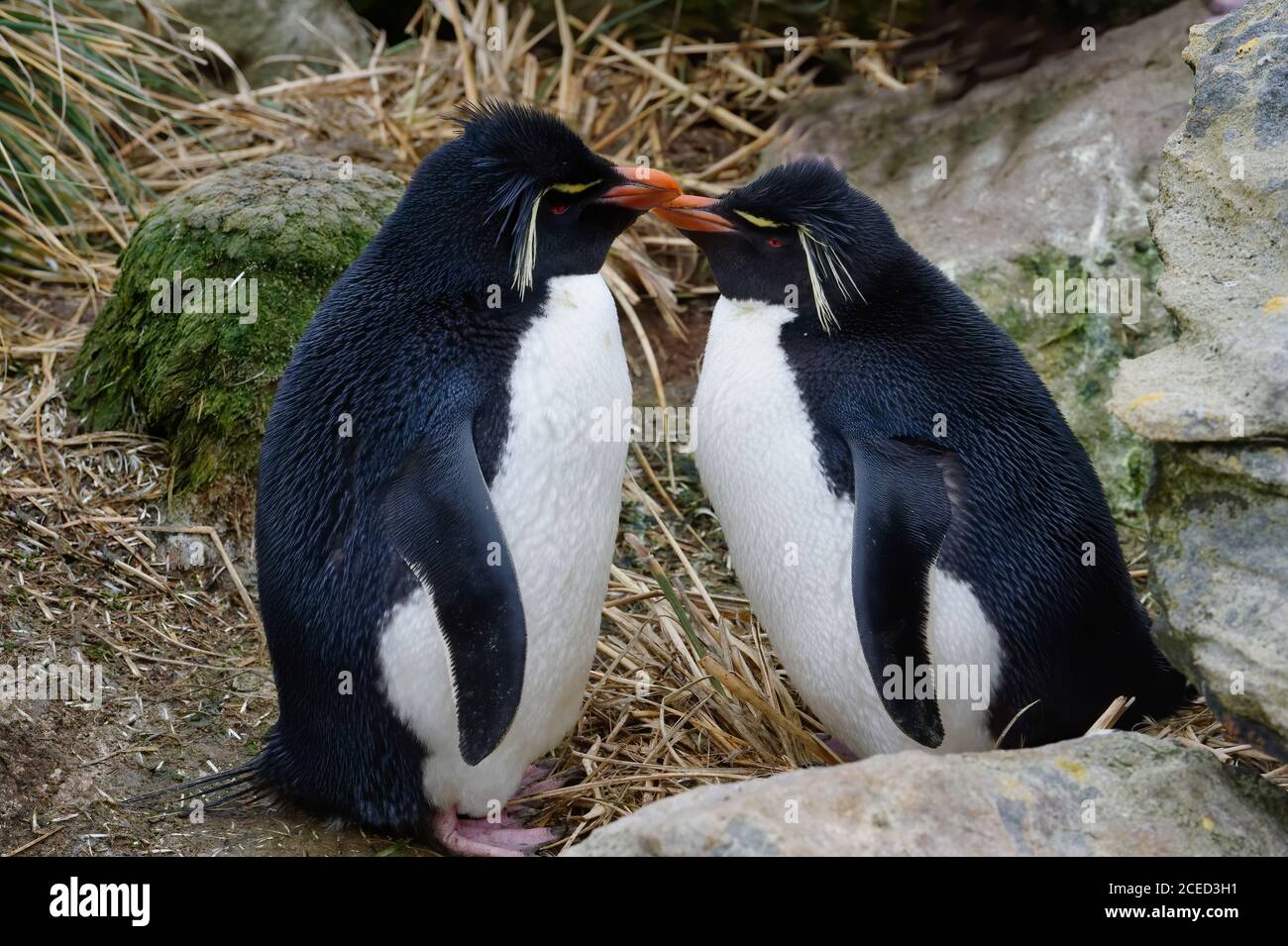 Couple of Southern Rockhopper penguins (Eudyptes chrysocome), New ...