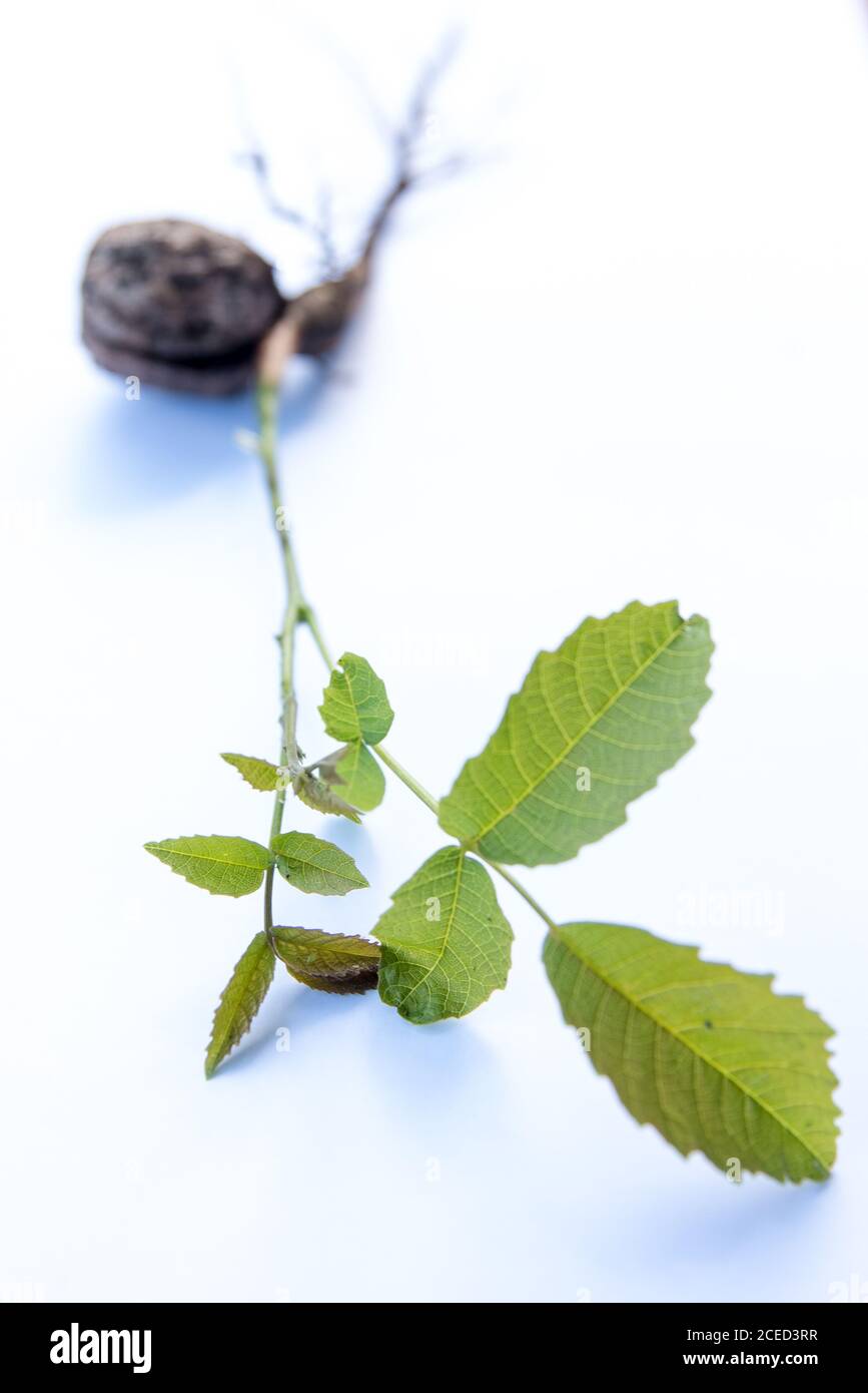 walnut sprout growing out of walnut white background Stock Photo - Alamy