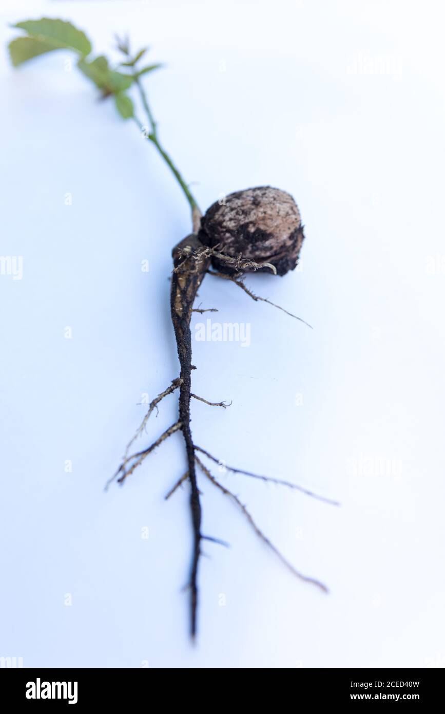 walnut sprout growing out of walnut white background Stock Photo - Alamy