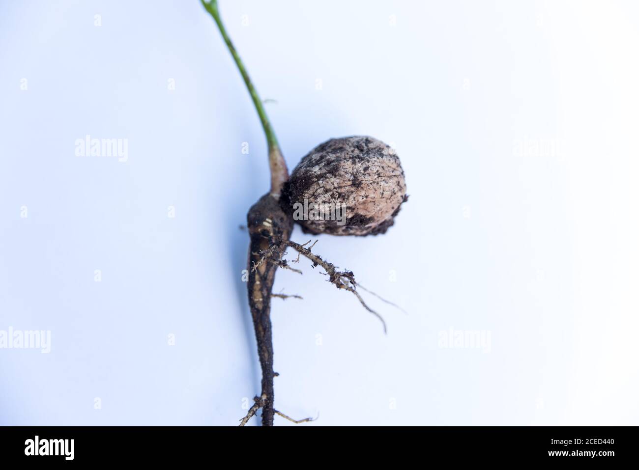 walnut sprout growing out of walnut white background Stock Photo - Alamy