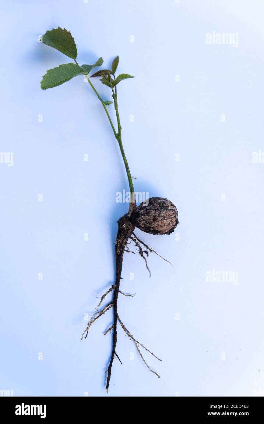 walnut sprout growing out of walnut white background Stock Photo - Alamy
