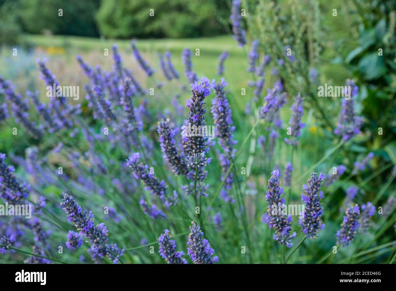 Lavender station hi-res stock photography and images - Alamy
