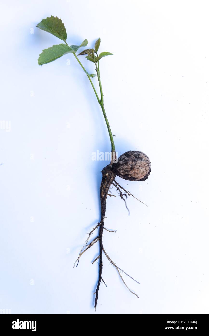 walnut sprout growing out of walnut white background Stock Photo - Alamy