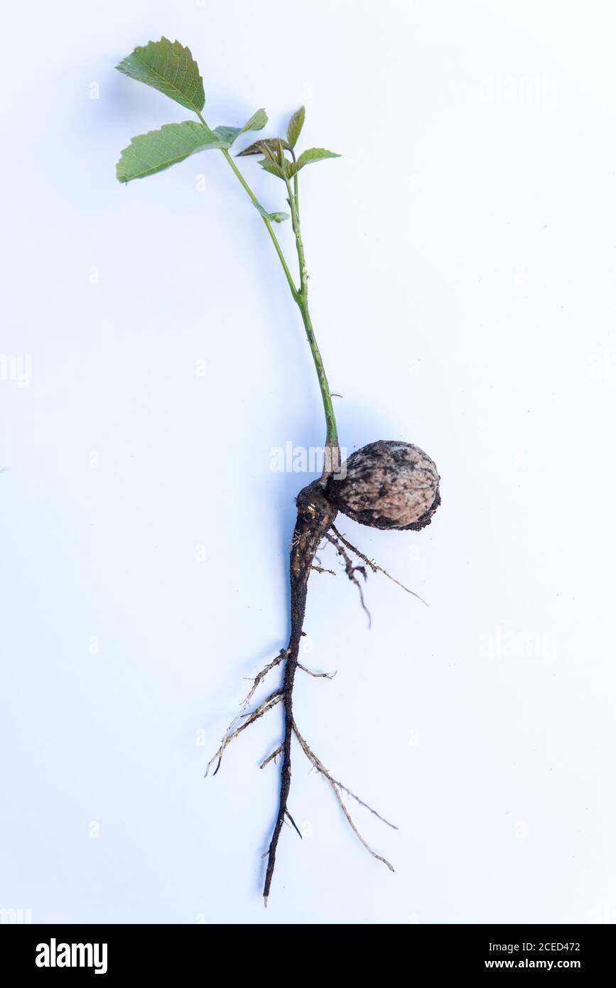 walnut sprout growing out of walnut white background Stock Photo - Alamy