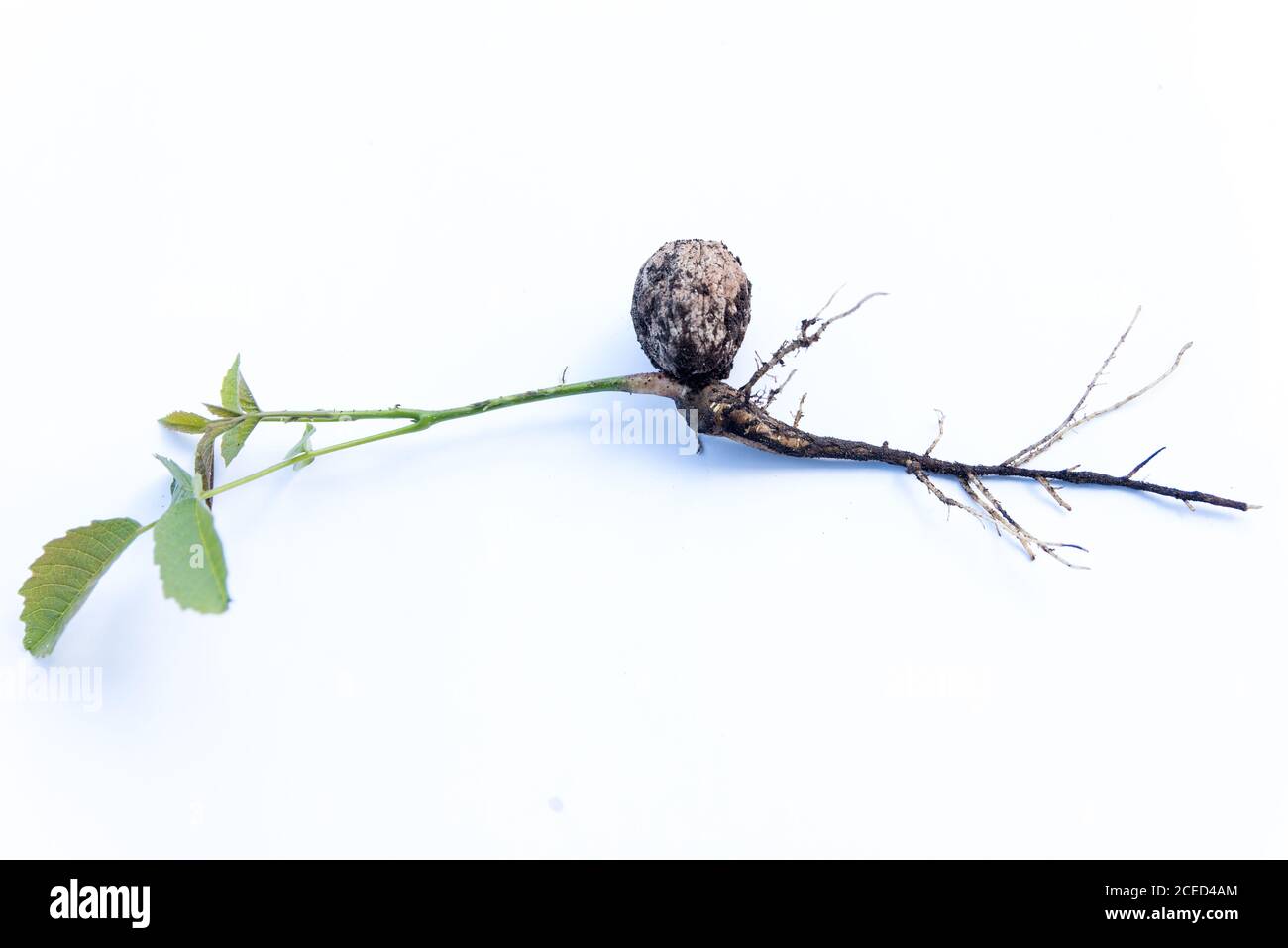 walnut sprout growing out of walnut white background Stock Photo - Alamy