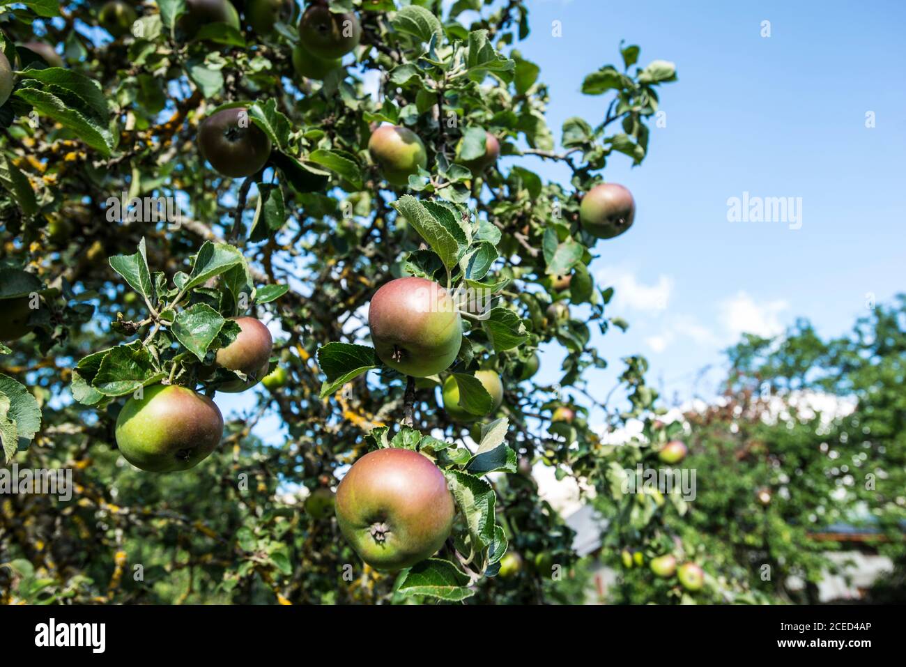 Apple tree with fruits in the French Alps Stock Photo - Alamy