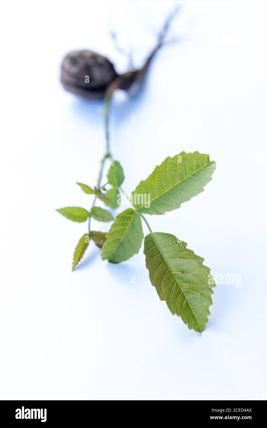 Walnut seedling hi-res stock photography and images - Alamy