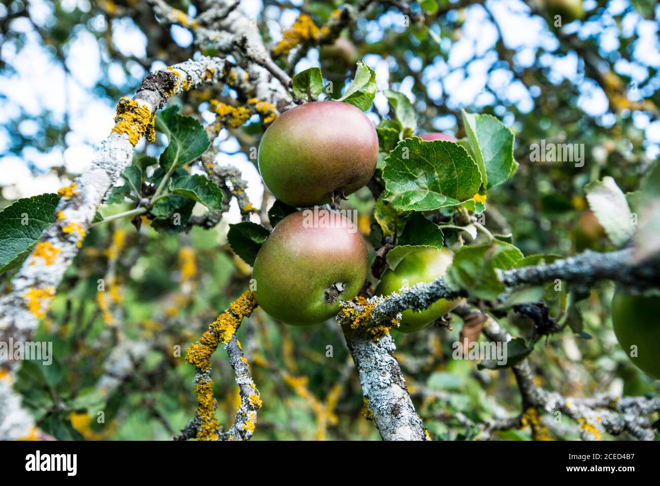 Apple tree with fruits in the French Alps Stock Photo - Alamy