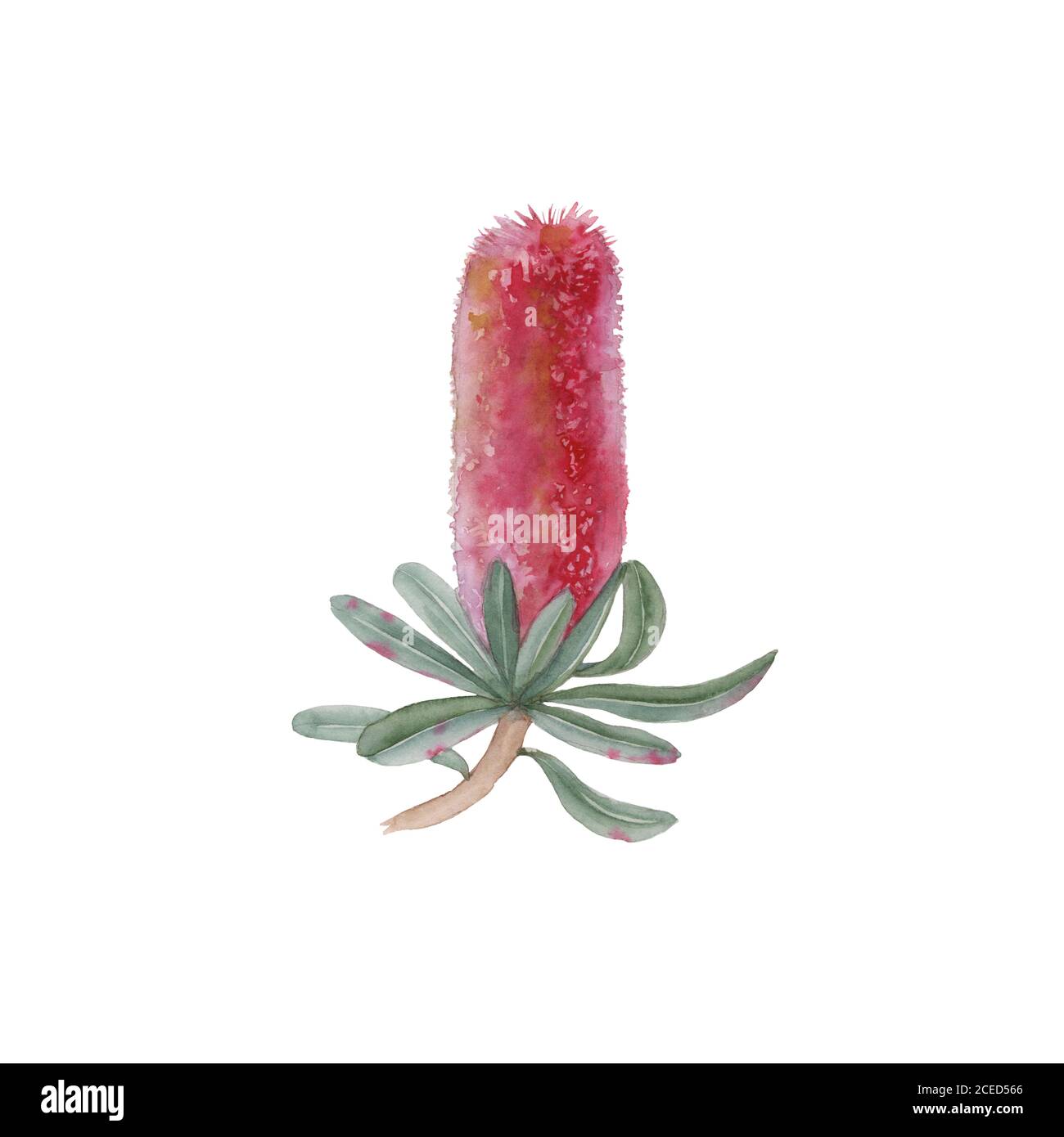 Vintage floral background australian Cut Out Stock Images & Pictures ...