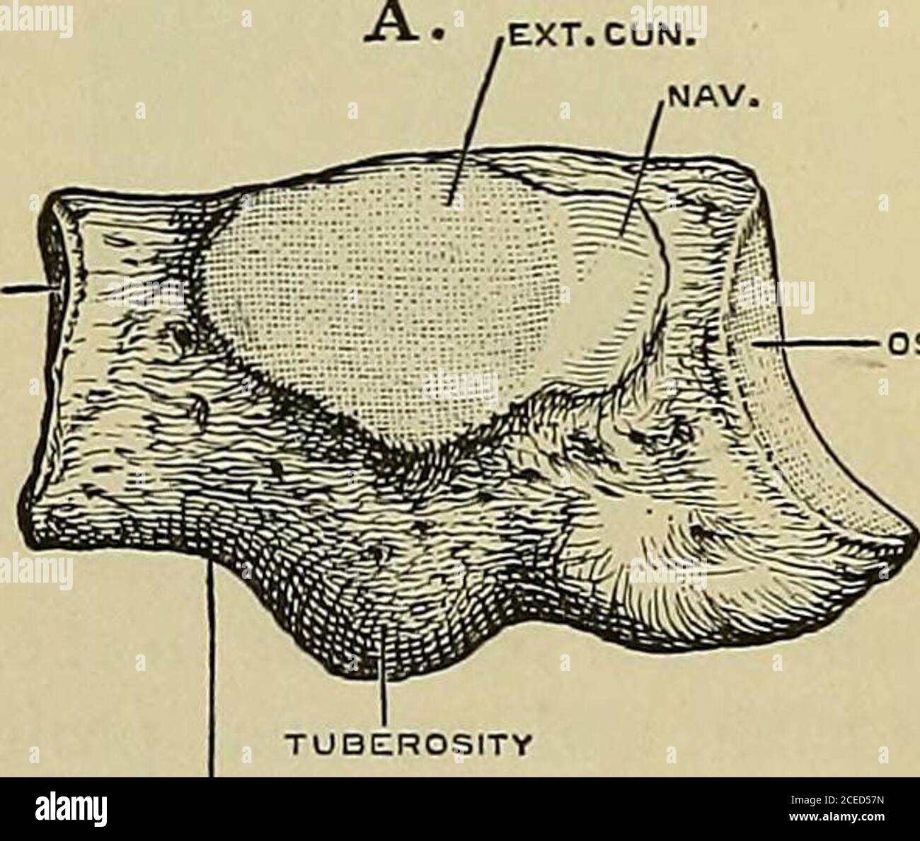 . Quain's Elements of anatomy. Fig. 150. —Right external cuneiporm bone ...