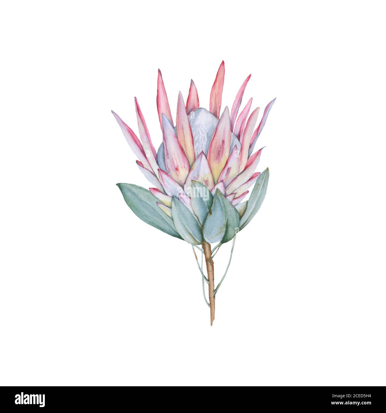 Australian botanical flower drawing hi-res stock photography and images ...