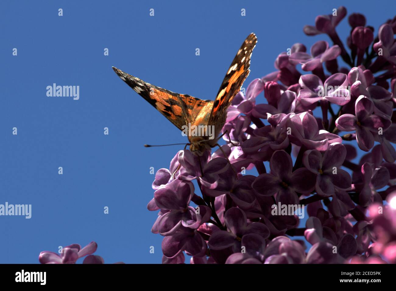 Lilacs and butterflies hi-res stock photography and images - Alamy