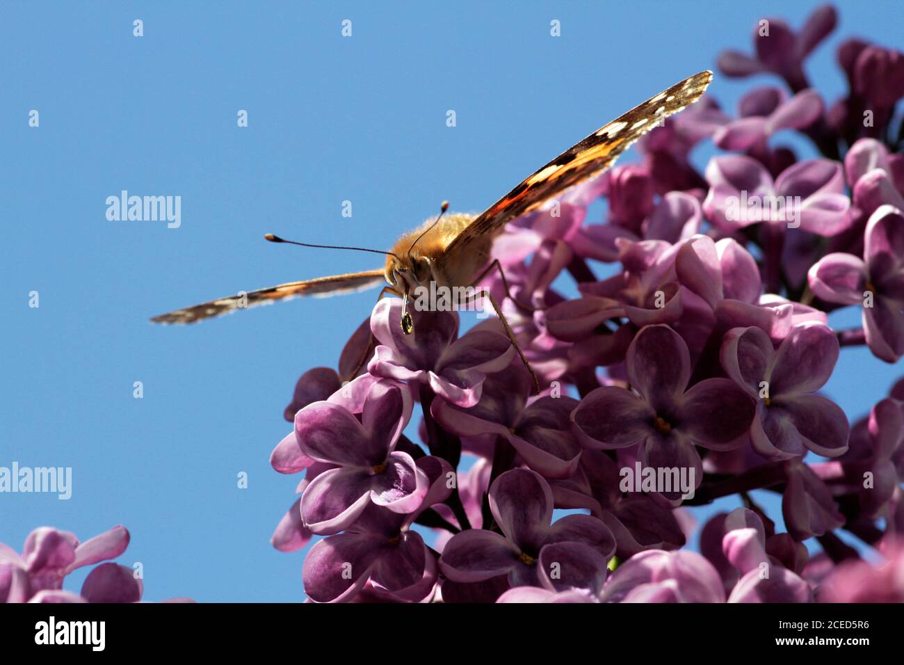 Spring, lilacs and butterflies / Ankara / Turkey Stock Photo - Alamy