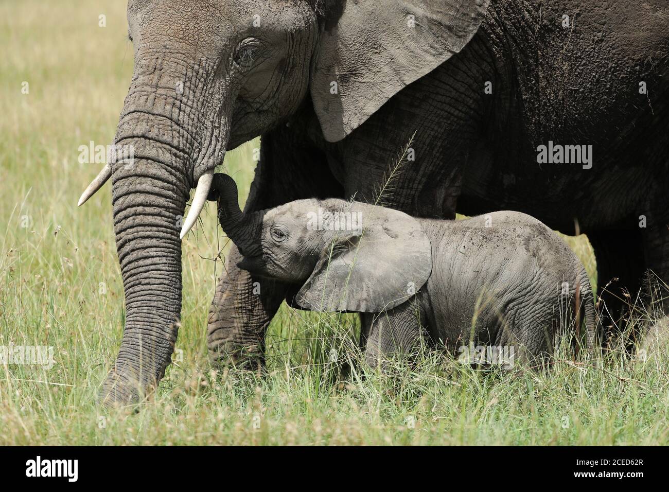Kenya elephants hi-res stock photography and images - Alamy