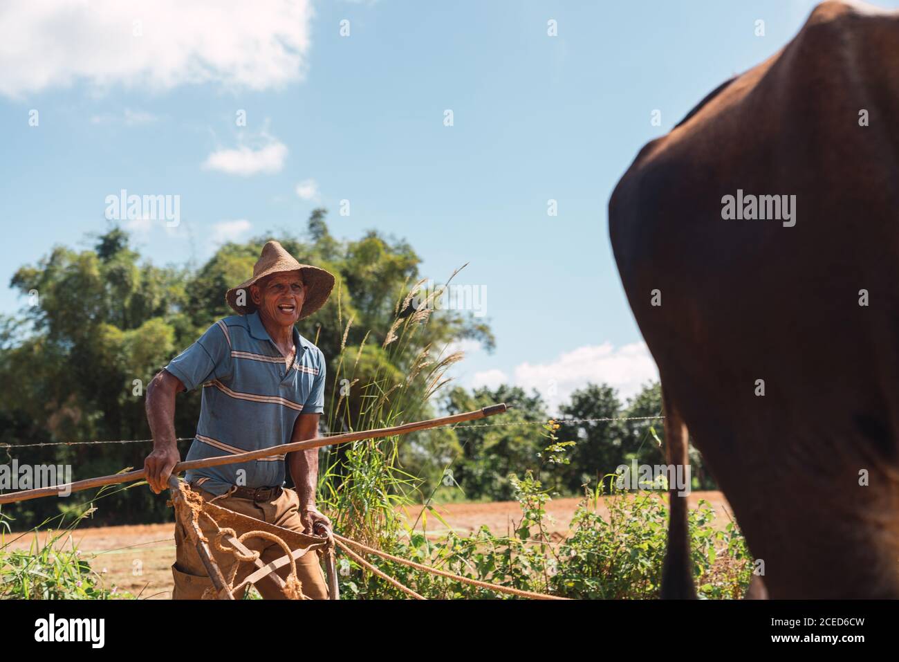 Man working in field oxen hi-res stock photography and images - Alamy