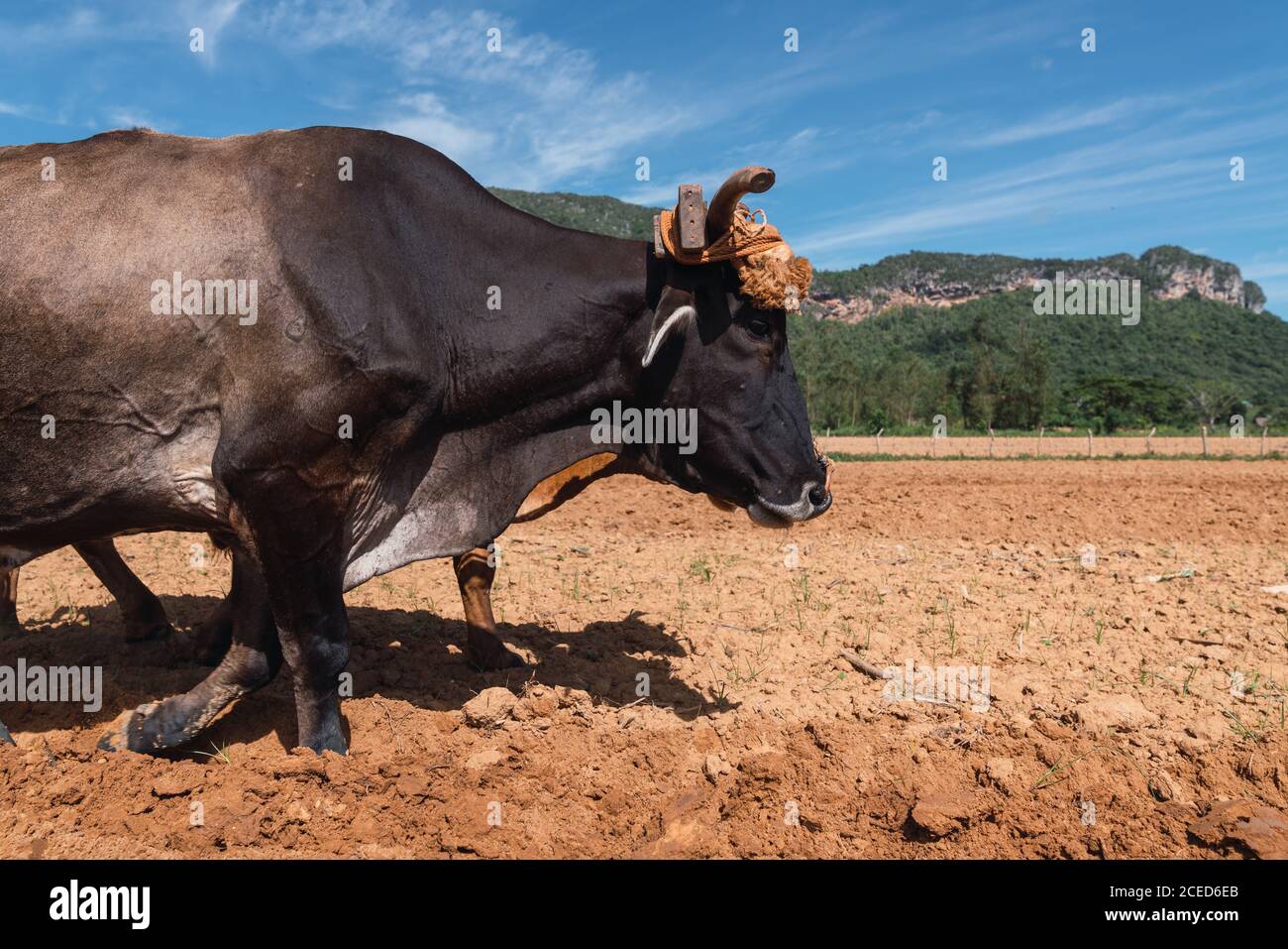 Side view of domestic bulls ploughing soil near mountains in sunny day ...