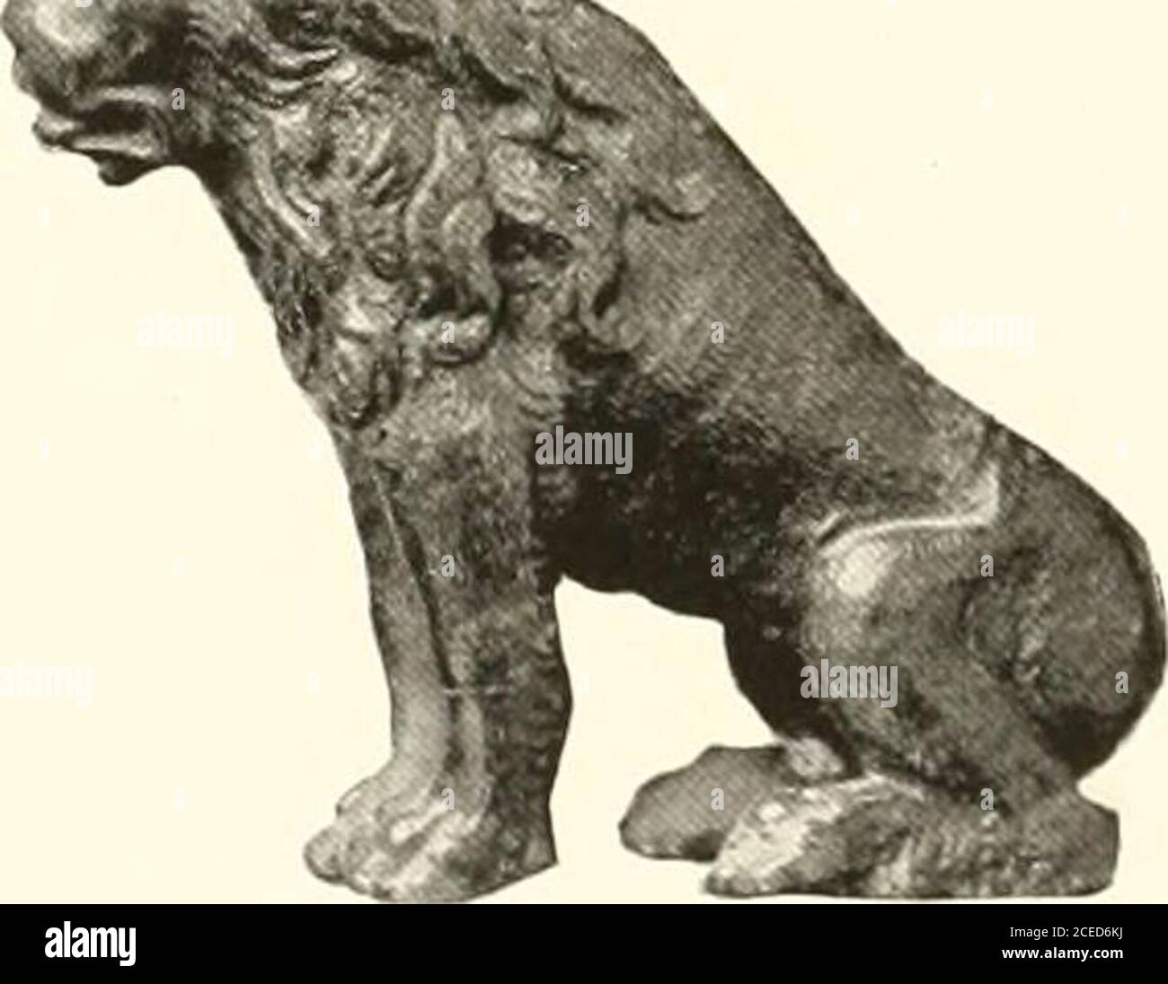 Dog paw belonging hi-res stock photography and images - Alamy