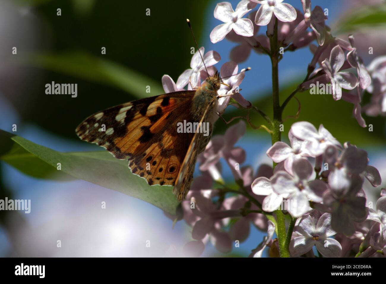 Spring, lilacs and butterflies / Ankara / Turkey Stock Photo - Alamy