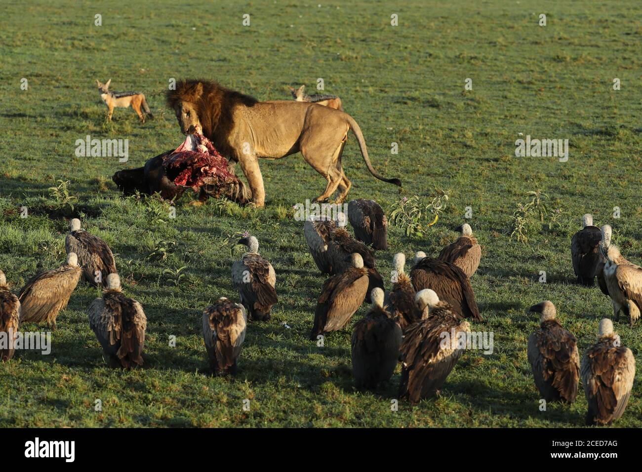 lion in hunting in savannah in kenya Stock Photo - Alamy