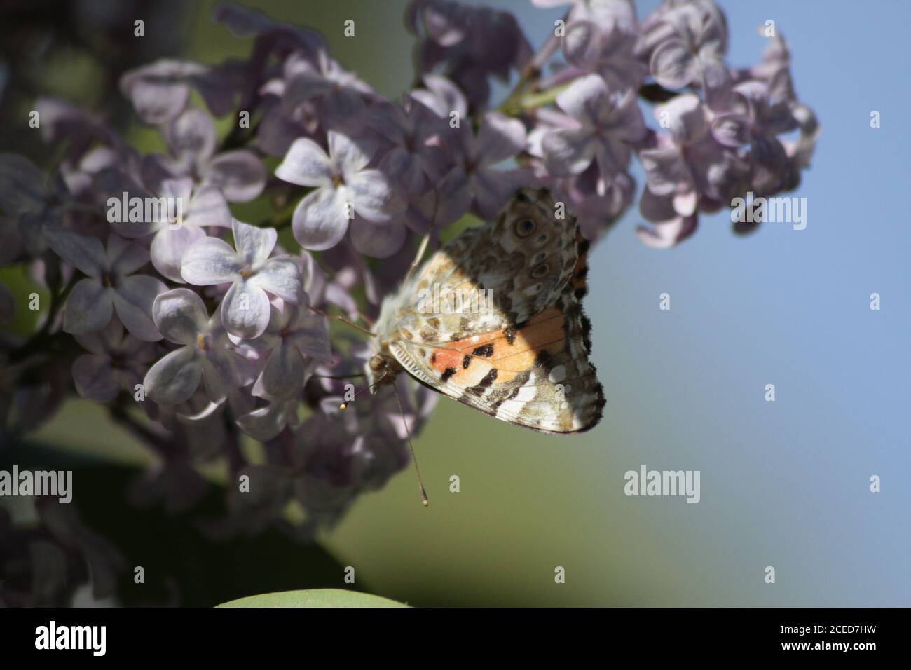 Spring, lilacs and butterflies / Ankara / Turkey Stock Photo - Alamy