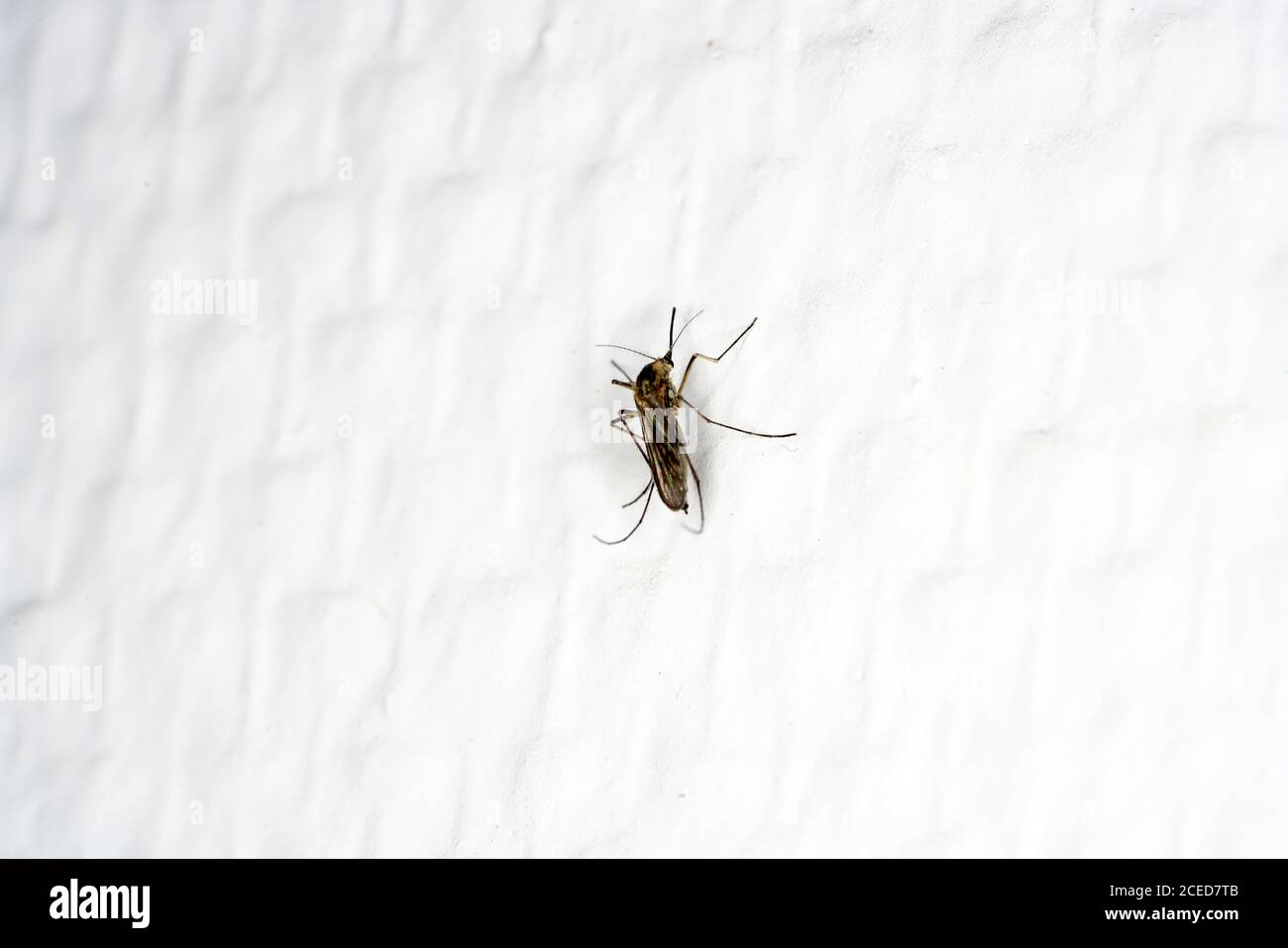 Mosquito on a white wall Stock Photo - Alamy