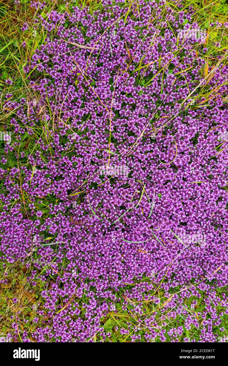 Floral background made of blossoming Heather flowers common known as ...