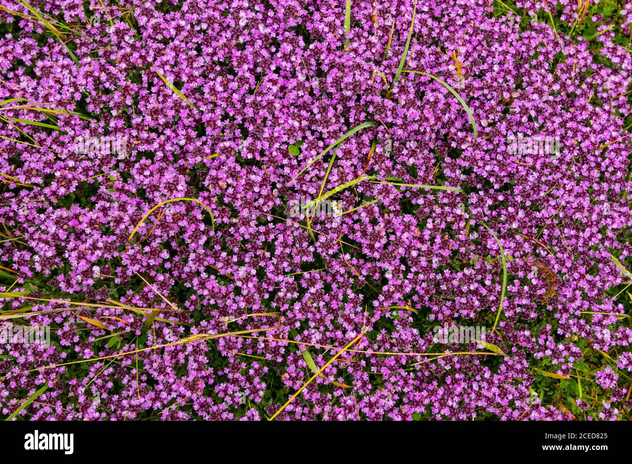 Floral background made of blossoming Heather flowers common known as ...