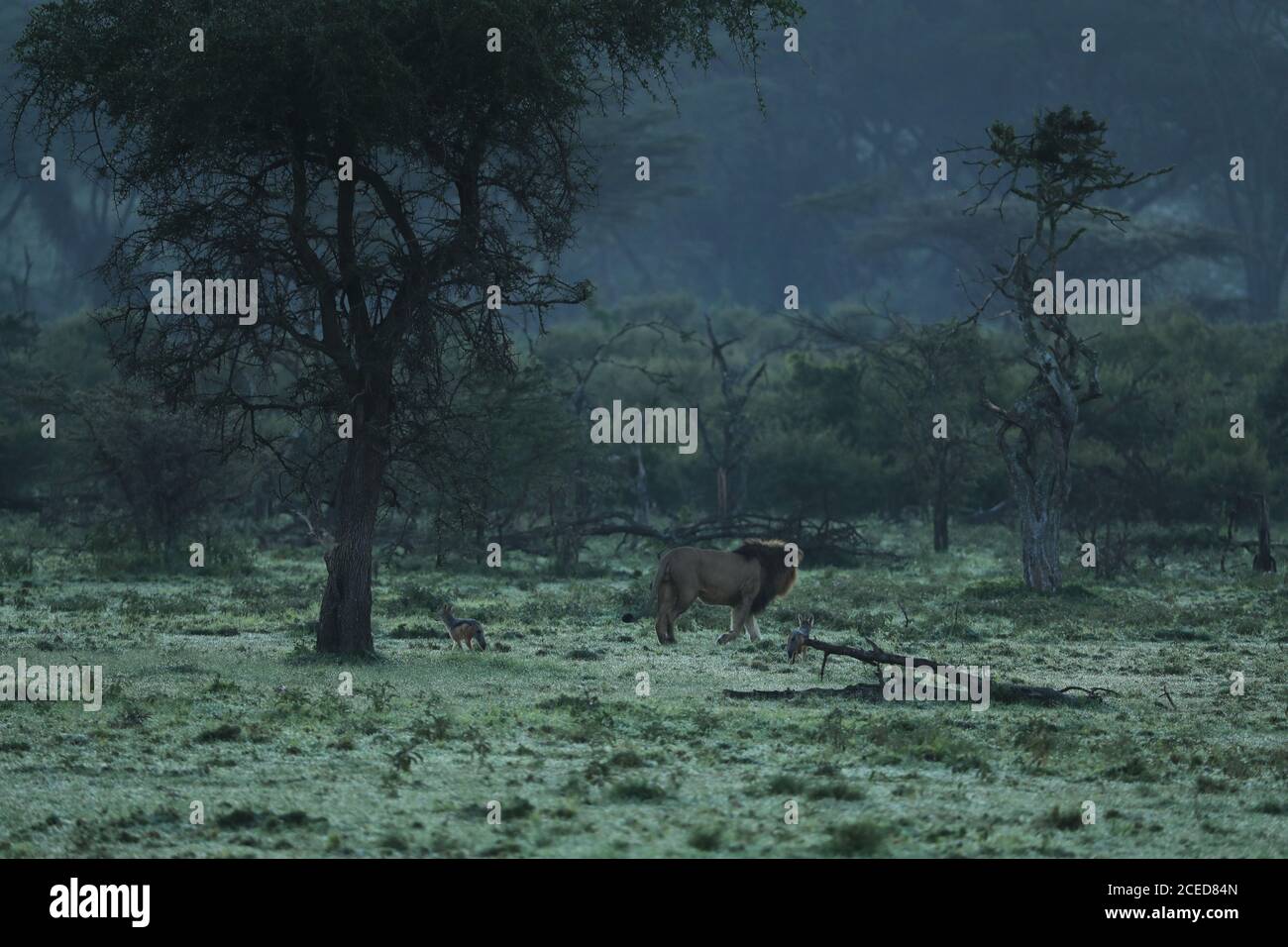 lion in hunting in savannah in kenya Stock Photo - Alamy